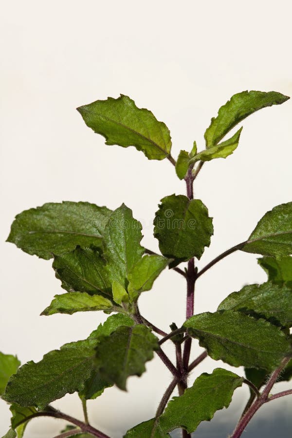 Primer Santo De La Albahaca (Krishna Tulasi) Foto de archivo - Imagen ...