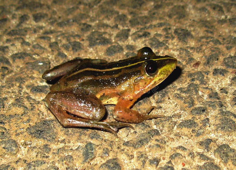 Primer Tropical De La Rana, La India Foto de archivo - Imagen de india ...