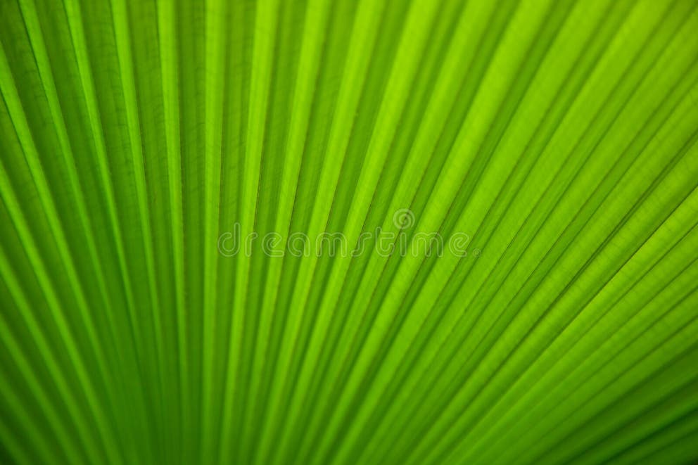 Primer Tropical Verde De La Hoja Foto de archivo - Imagen de vitalidad ...