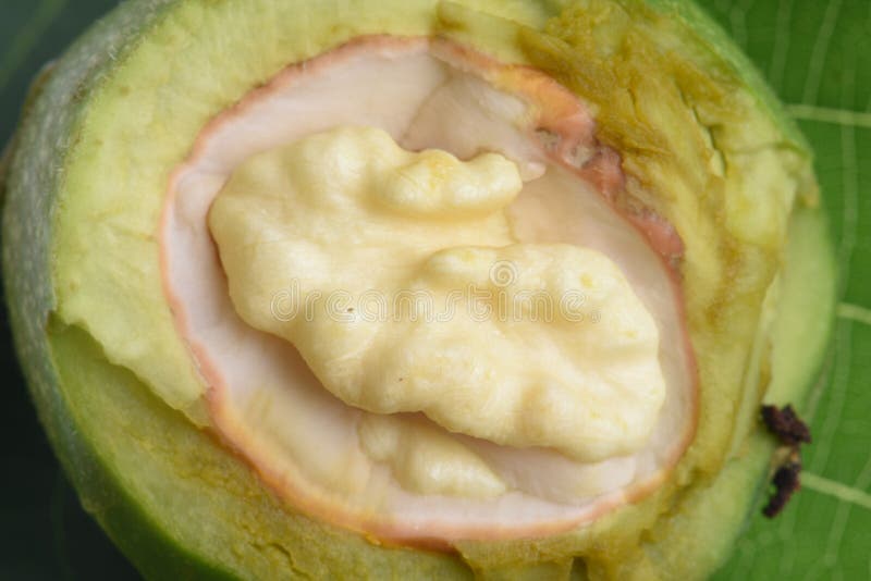 Primer Verde De La Semilla De La Nuez Foto de archivo - Imagen de medio ...
