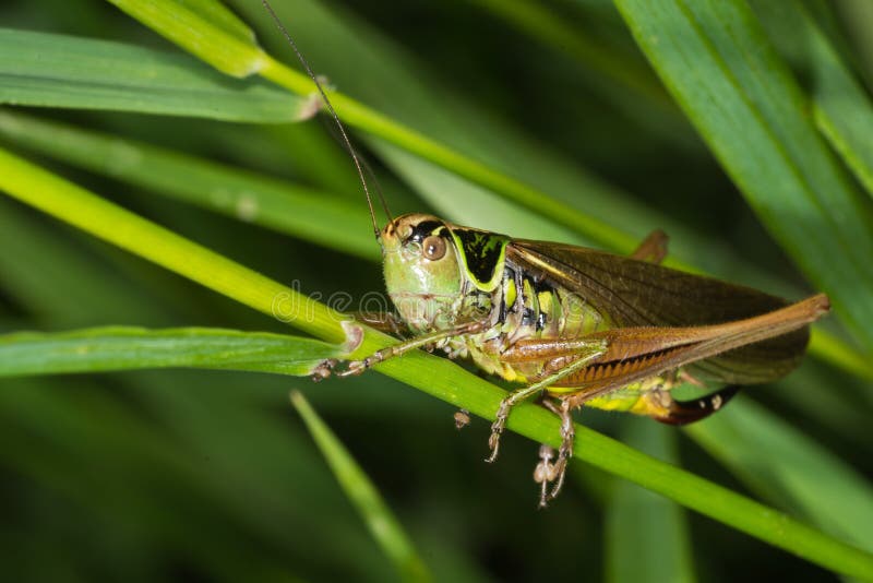 Grillo verde imagen de archivo. Imagen de agricultura - 13374791