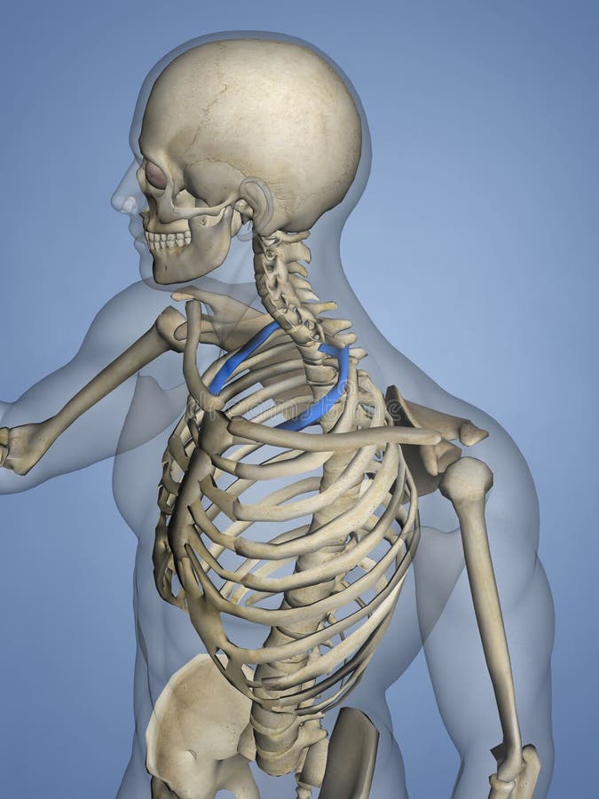 Primera Costilla, Rib Cage, Modelo 3D Stock de ilustración ...