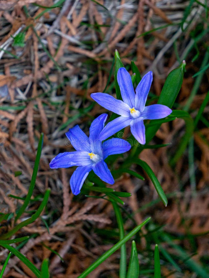 Primera Primavera Bellas Flores De Primavera Azul Chionodoxa. Foto de archivo - Imagen de grupo ...
