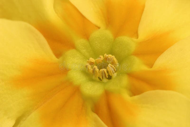 Primevère photo stock. Image du primevère, jaune, abstrait - 476186