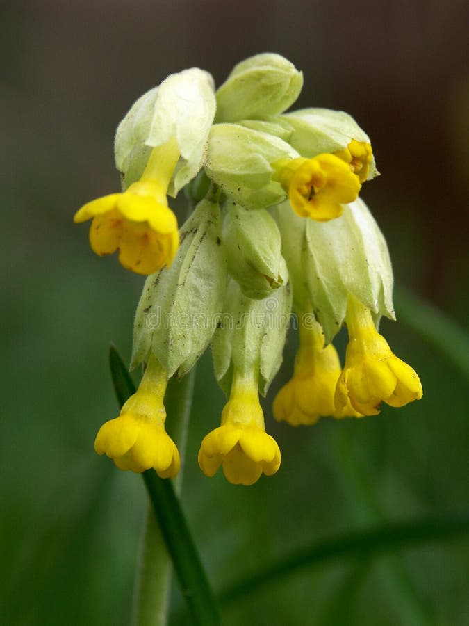 Primevère photo stock. Image du nature, verdeur, vert, flore - 664598