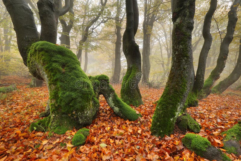 Primeval beech forest stock photo. Image of nature, wilderness - 80438440