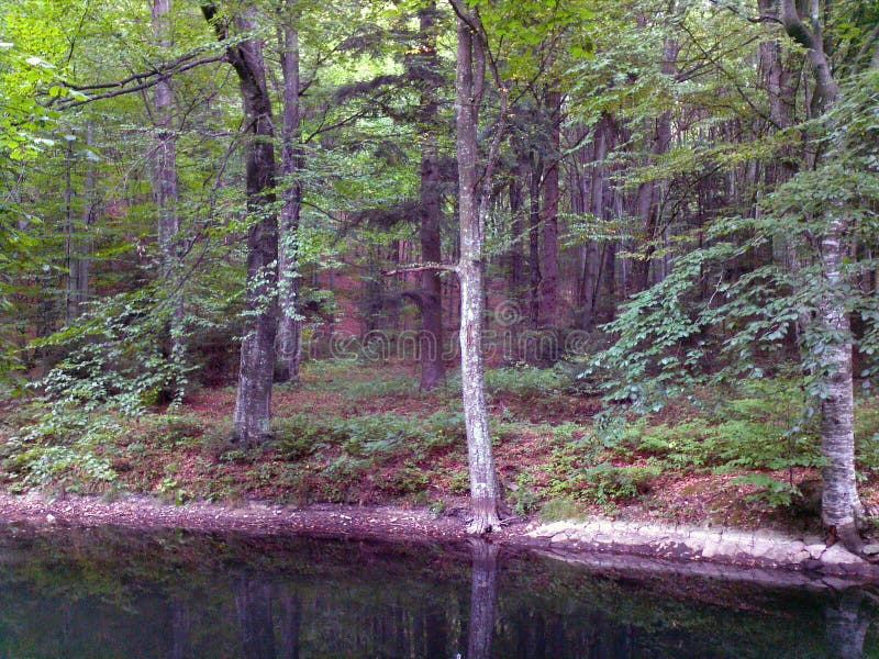 Beech Forrest by the Lake in Summer Stock Image - Image of summer ...