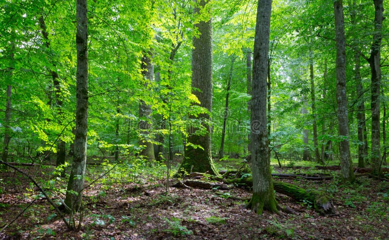 Primeval Deciduous Stand of Natural Stand in Summertime Stock Image ...
