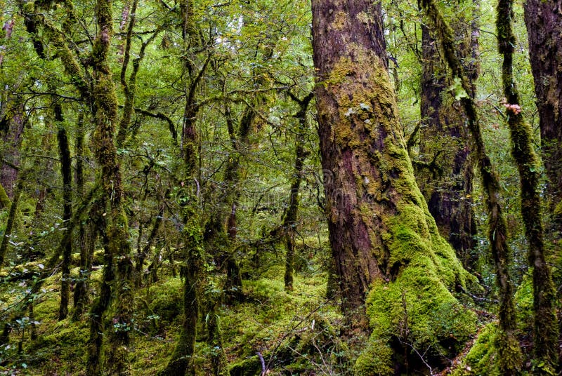 Primeval Forest on Kepler Track Stock Photo - Image of trail, dosh: 4873852