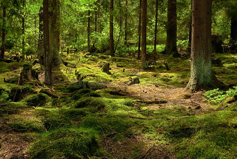 The primeval forest-HDR stock photo. Image of marsh, natural - 31477526