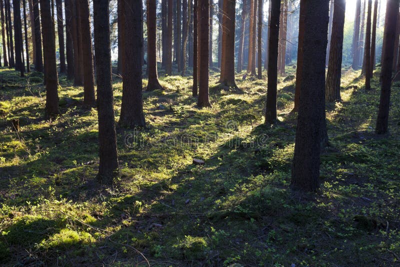 The primeval forest stock photo. Image of fresh, mystery - 44513768