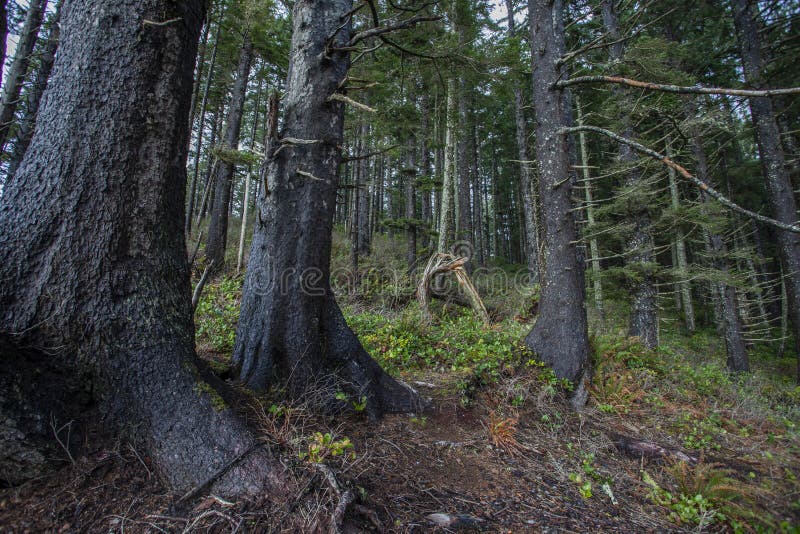Root Giant banyan tree. stock photo. Image of forest - 211455032