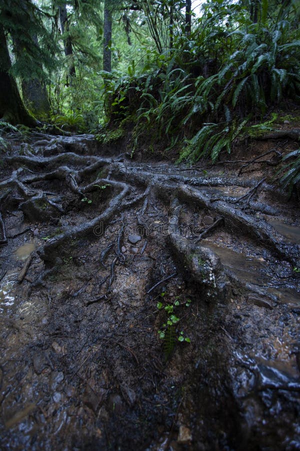 Primeval Forest and Root in Oregon State Stock Image - Image of stream ...