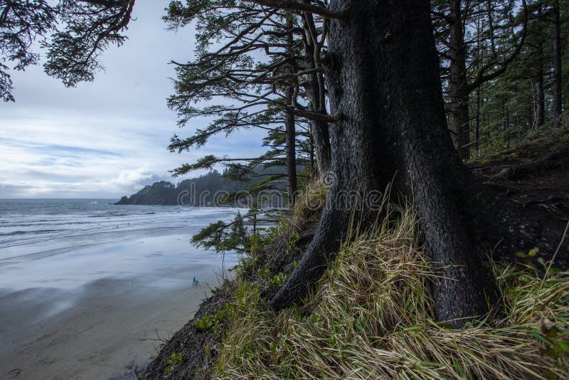 Root of giant Sequoia stock photo. Image of trees, nature - 21531268