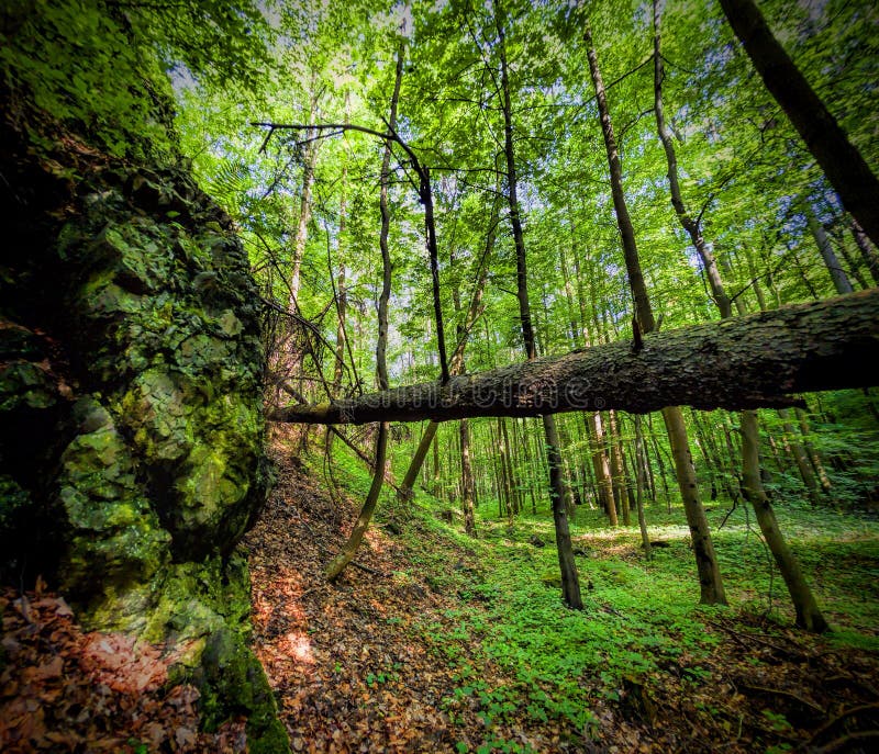 Primeval forest stock photo. Image of habitat, broken - 47593510