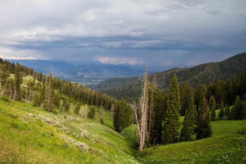 Primeval forest at Tetonia stock image. Image of woods - 40184171