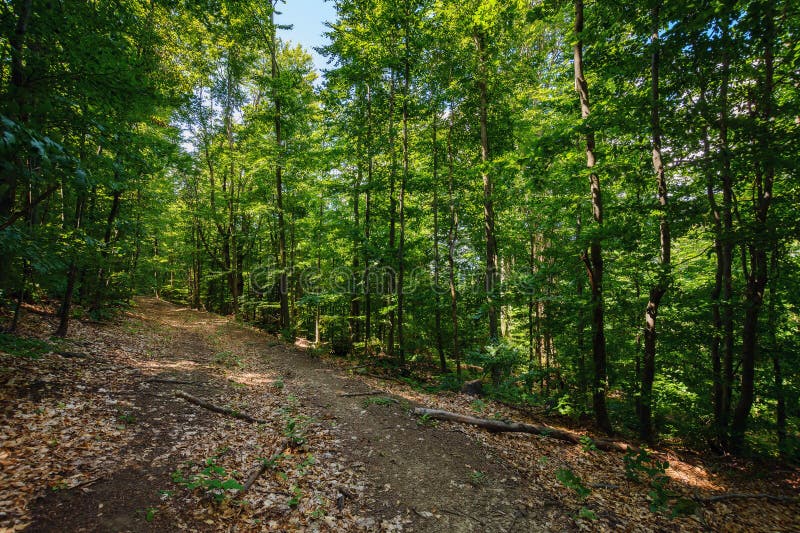 Primeval Forest Trail in Wild Scenery Stock Photo - Image of view ...