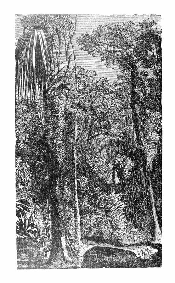 A Primeval Forest, Vintage Engraved Art Line Drawing Stock Vector ...