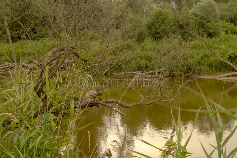 A Primeval River with Nature Little Changed by Humans. Stock Photo ...