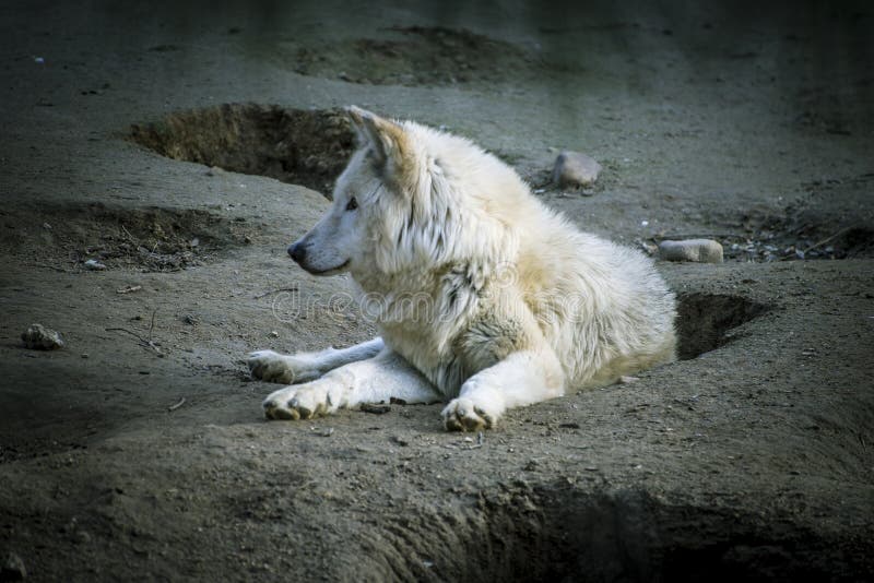 Primitieve, Witte Wolf Die in De Zon Mooie Laag Rusten Stock Foto ...