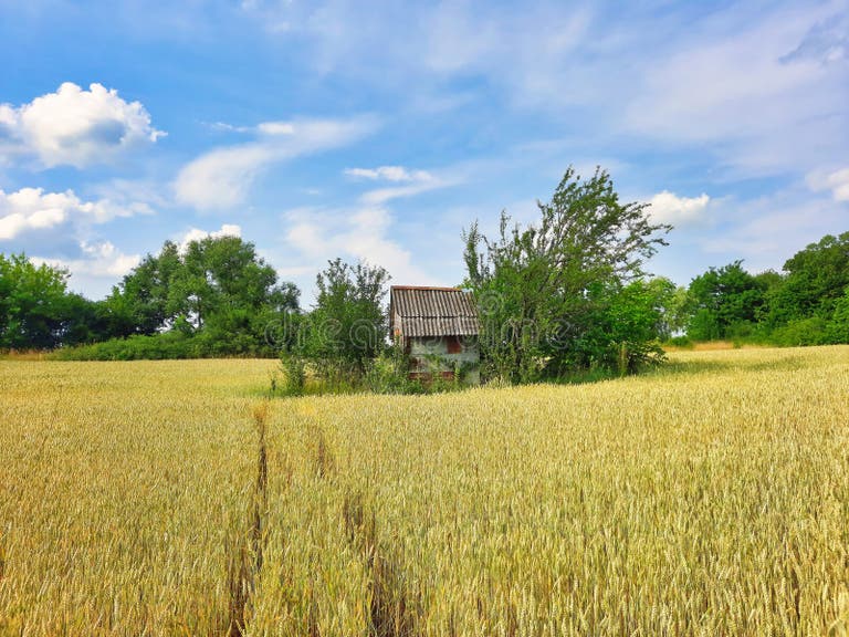 Primitive Abandoned House in a Wheat Field Stock Photo - Image of tree ...