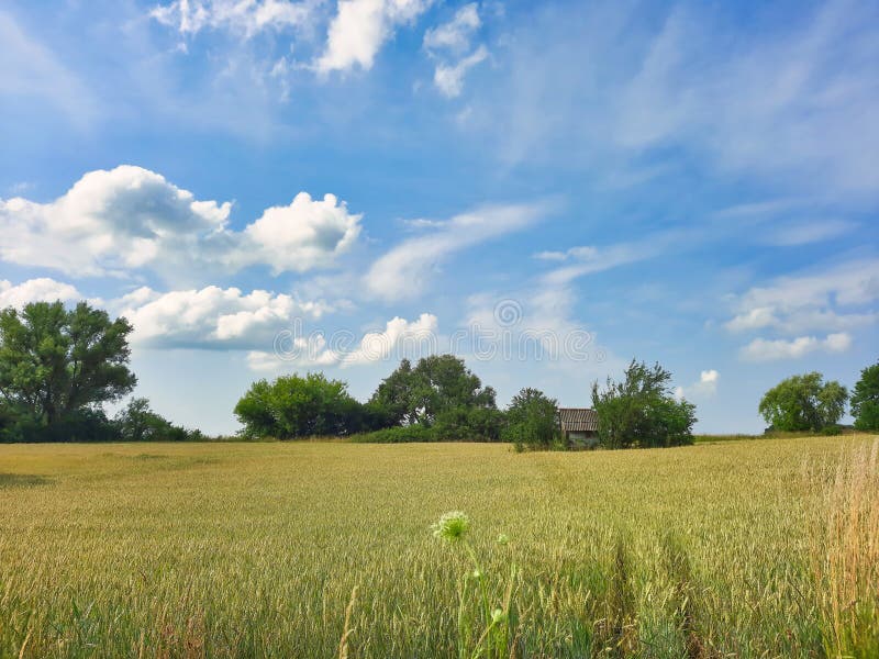 Primitive Abandoned House in a Wheat Field Stock Image - Image of ...