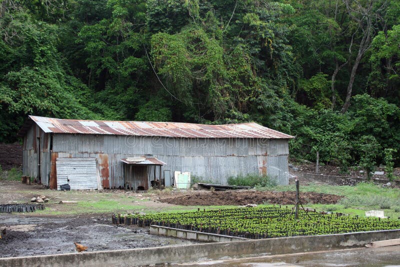 Primitive Coffee Production Stock Photos - Free & Royalty-Free Stock ...