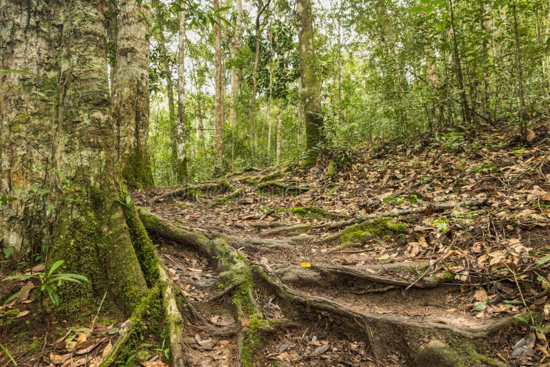 Primitive Evergreen forest stock photo. Image of trunk - 80217896