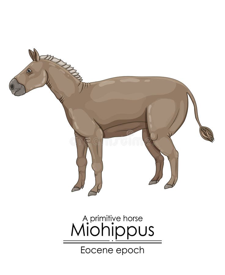 A Primitive Horse Miohippus Stock Vector - Illustration of paleontology ...