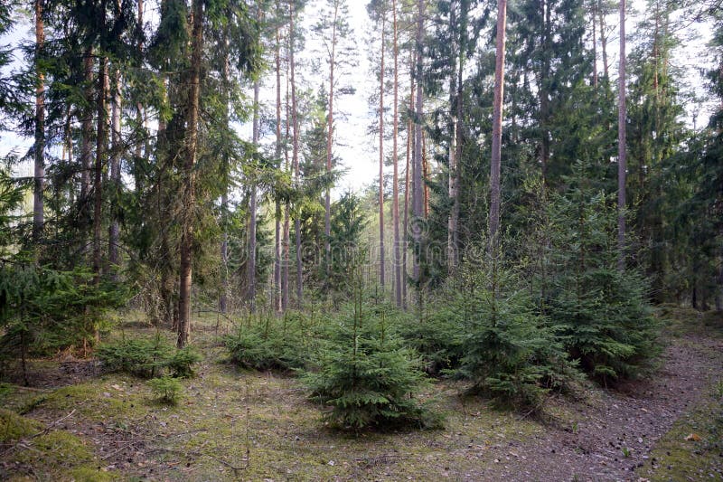 Primitive Protected Forests. Beautiful Pine Coniferous Forest in the ...