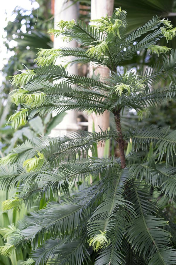 Primitive tree specimen stock image. Image of tree, branches - 73105655