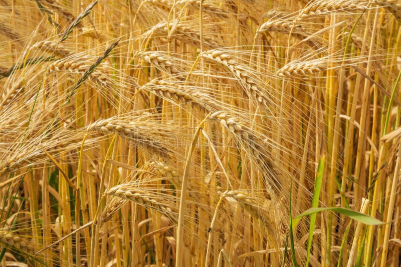 Piante Di Orzo (vulgare Del Hordeum) Fotografia Stock - Immagine di ...