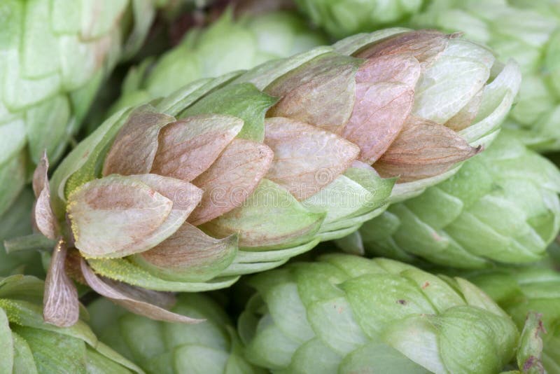 Primo piano dei luppoli immagine stock. Immagine di foglio - 16499771