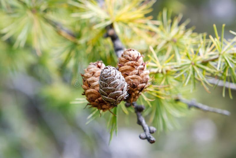 Primo Piano Dei Pinecones Sulla Traccia a Croda Da Lago in Cortina D ... Primo Piano Dei Pinecones Sulla Traccia a Croda Da Lago in Cortina D ...