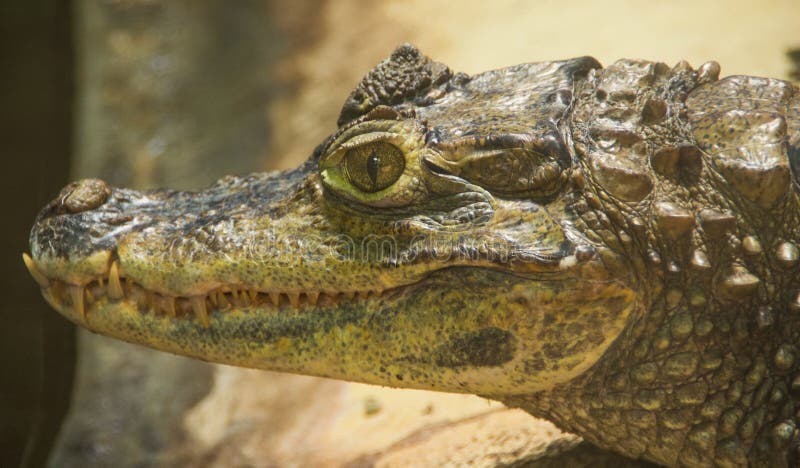 Fine Su Di Una Bocca Del Caimano Nell'acqua Fangosa Sulla Banca Del ...