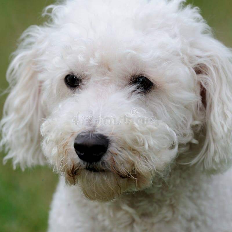 Primo Piano Del Cane Di Bichon Frise Immagine Stock - Immagine di testa ...