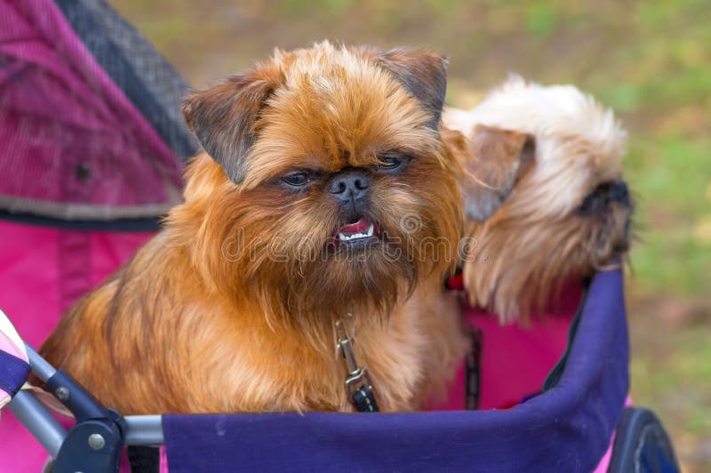 Primo Piano Del Cane Di Grifone Di Bruxelles Immagine Stock - Immagine ...