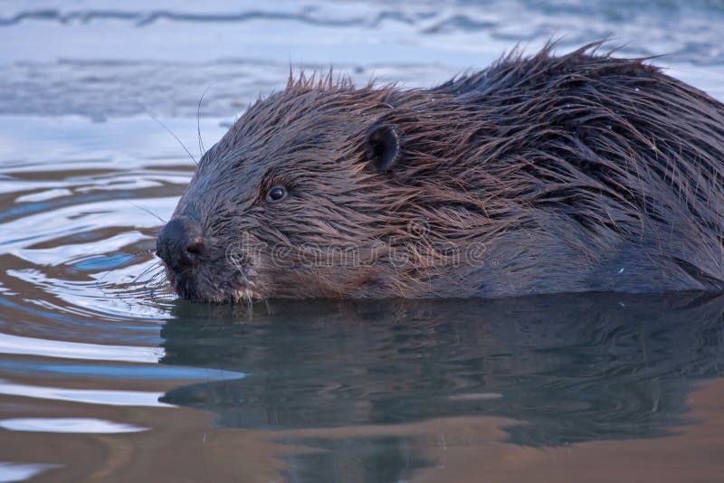 Castoro europeo immagine stock. Immagine di acqua, oculare - 31577949