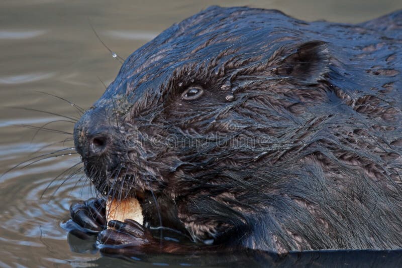 Primo piano del castoro immagine stock. Immagine di mammifero - 86324683