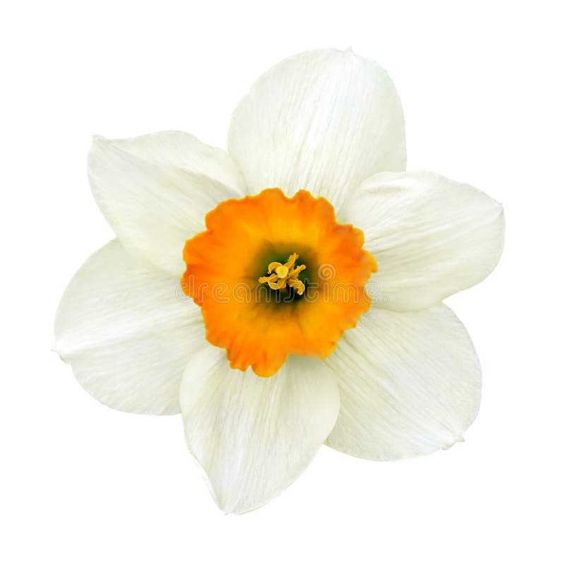 Primo Piano Del Fiore Del Narciso Immagine Stock - Immagine di taglio ...