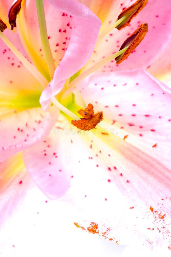 Primo Piano Del Fiore Di Lilly Fotografia Stock - Immagine di nave ...
