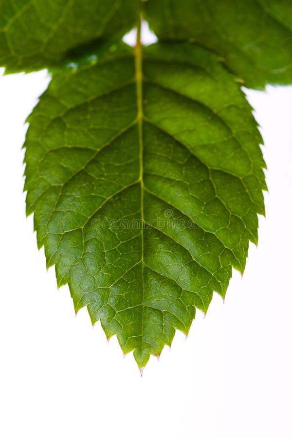 Primo Piano Di Foglia Di Rosa Immagine Stock - Immagine di figura ...