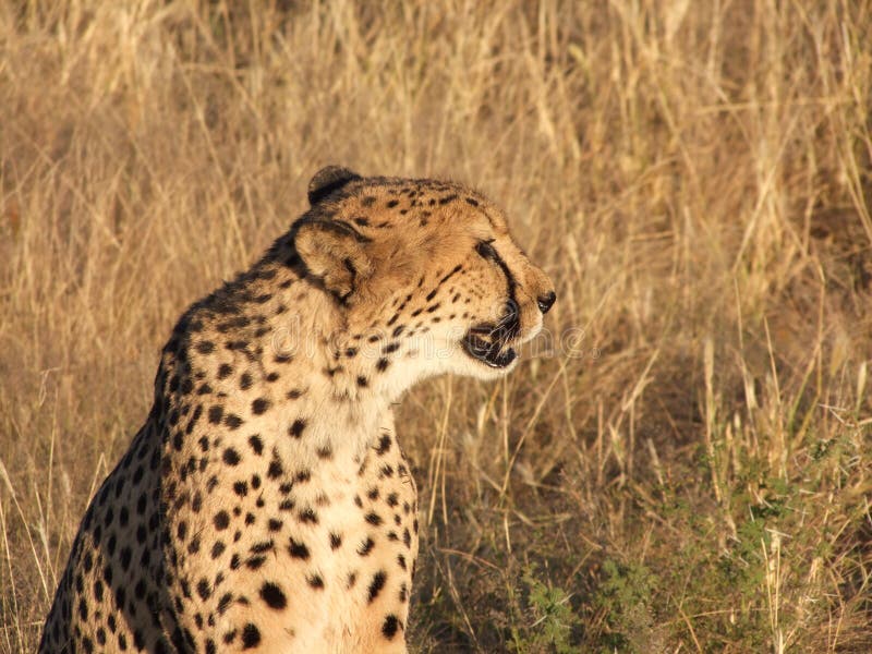 Primo Piano Di Una Condizione Del Ghepardo Nell'erba, Animali Popolari ...