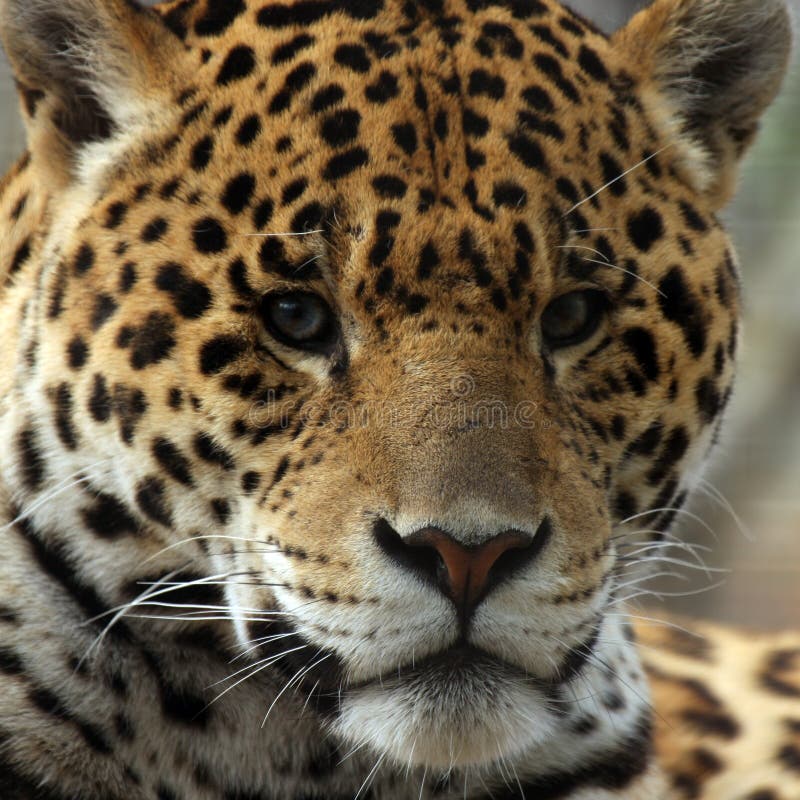 Primo piano del giaguaro fotografia stock. Immagine di felino - 5122642
