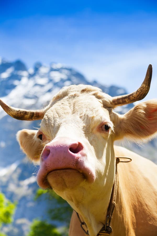 Primo Piano Del Muso Della Mucca Fotografia Stock - Immagine di nave ...