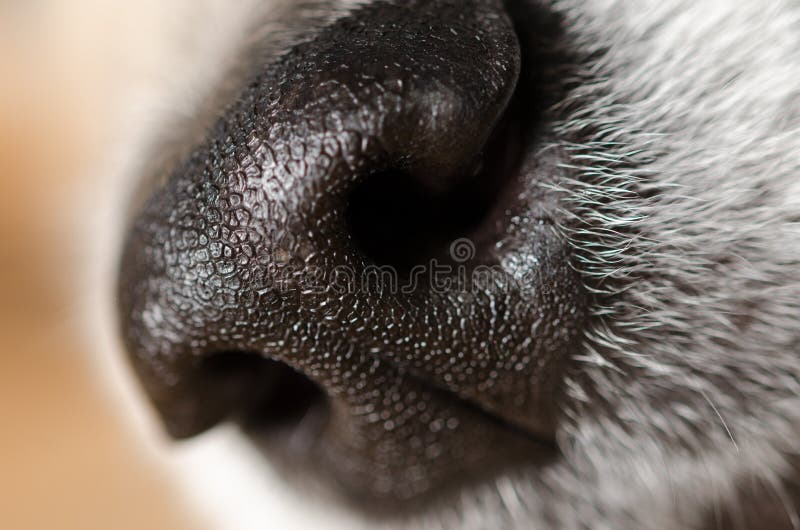 Primo Piano Del Muso Di Un Cane Immagine Stock - Immagine di ...
