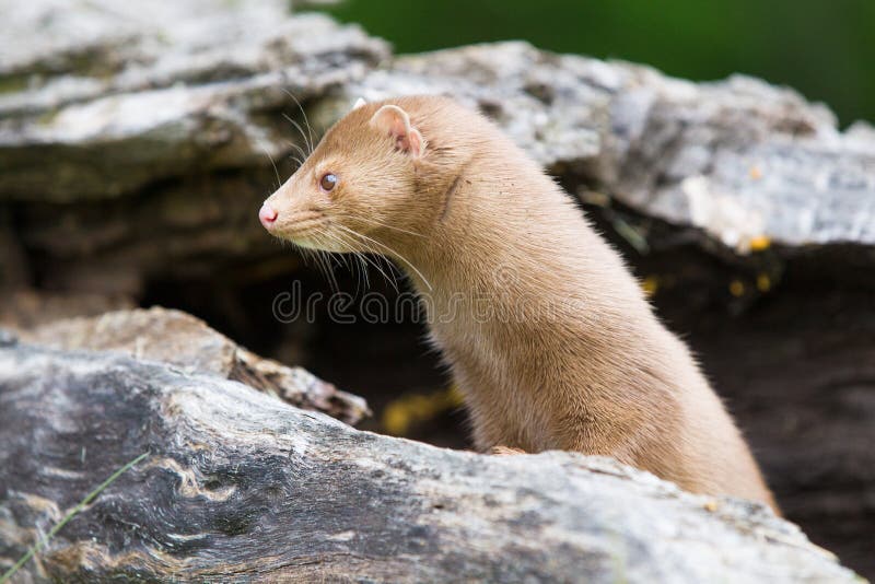 Primo piano del visone fotografia stock. Immagine di osservare - 85454770