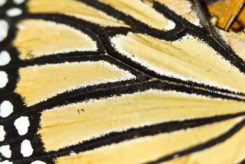 Primo Piano Dell'ala Della Farfalla Immagine Stock - Immagine di nero ...