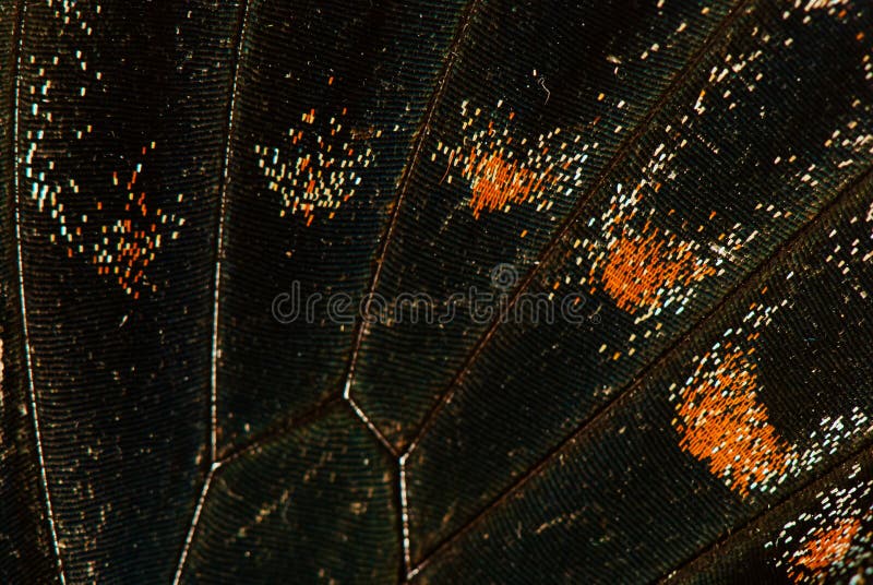 Primo Piano Dell'ala Della Farfalla, Fondo Fotografia Stock - Immagine ...