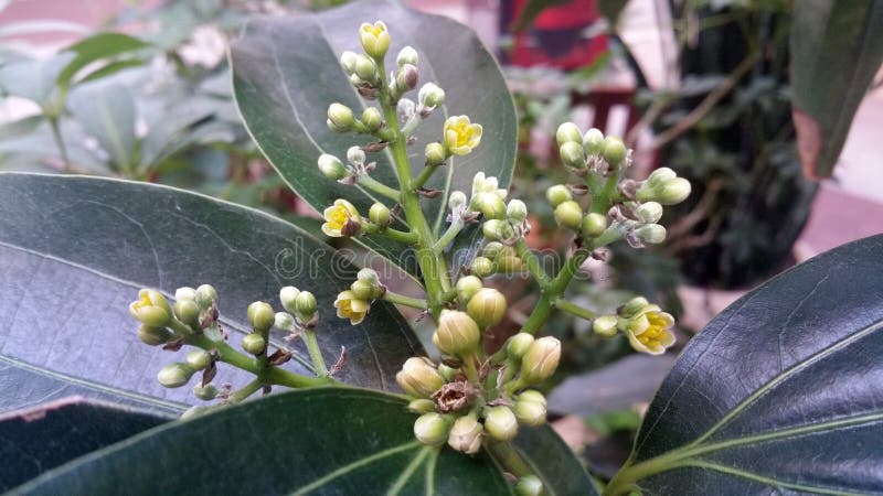 Primo Piano Dell'albero Della Cannella in Fiore Immagine Stock ...